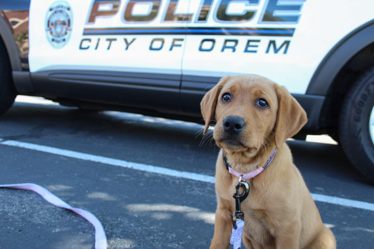 Orem PD welcomes newest ‘star’ to support victims of crime | News ...